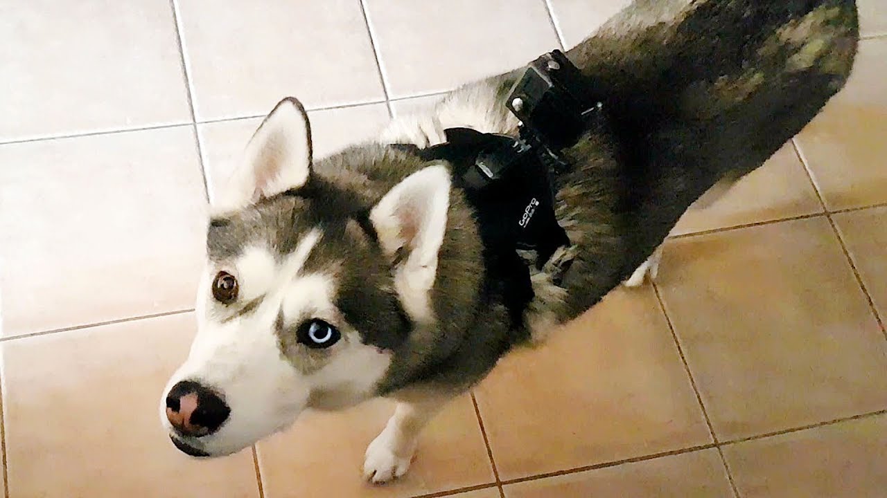 Husky Home Alone *GoPro Cam* - YouTube