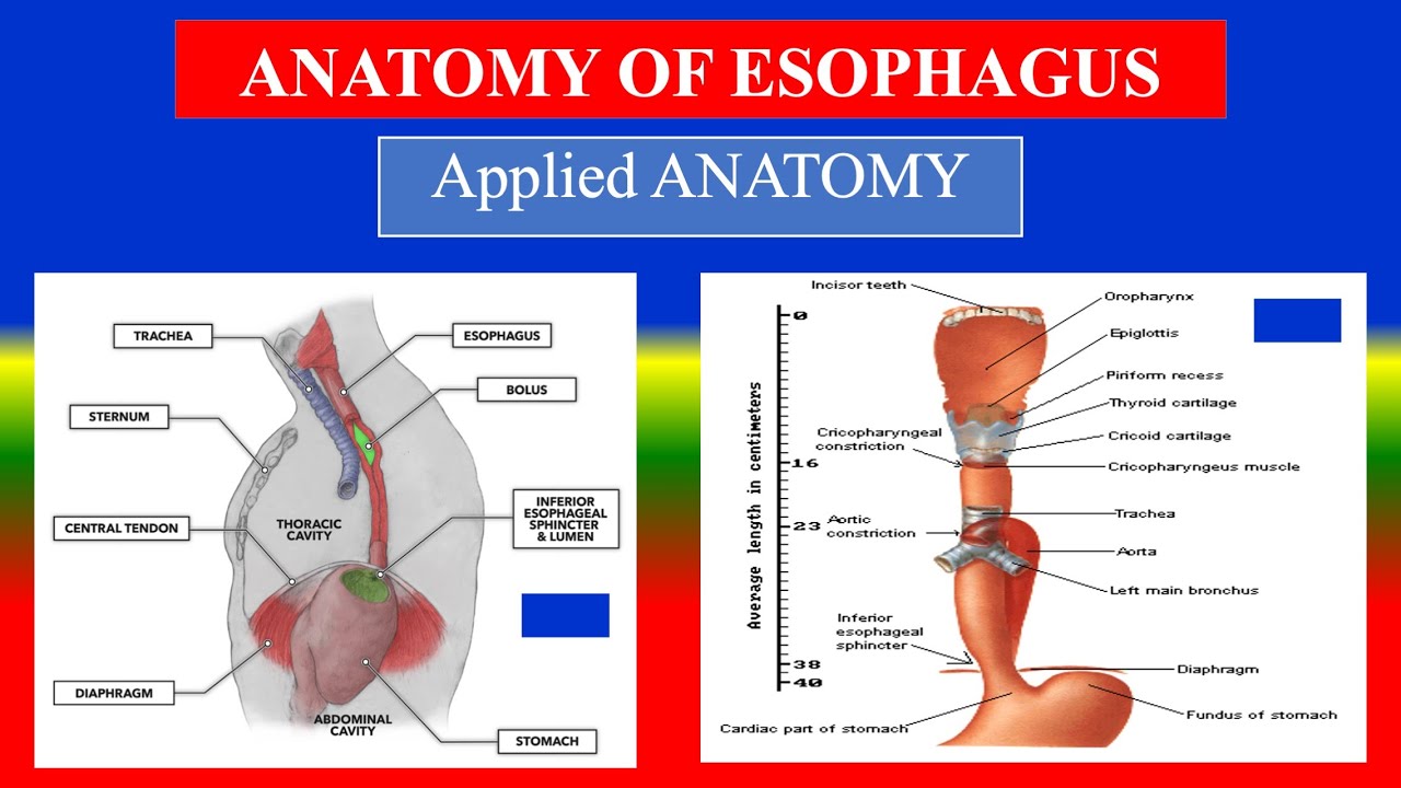 ANATOMY OF ESOPHAGUS - digestive System - Applied anatomy for Nursing ...