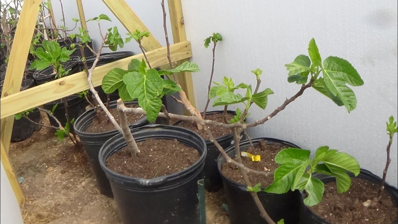 The Fig Greenhouse.. What I'm Feeding My Fig Trees - YouTube