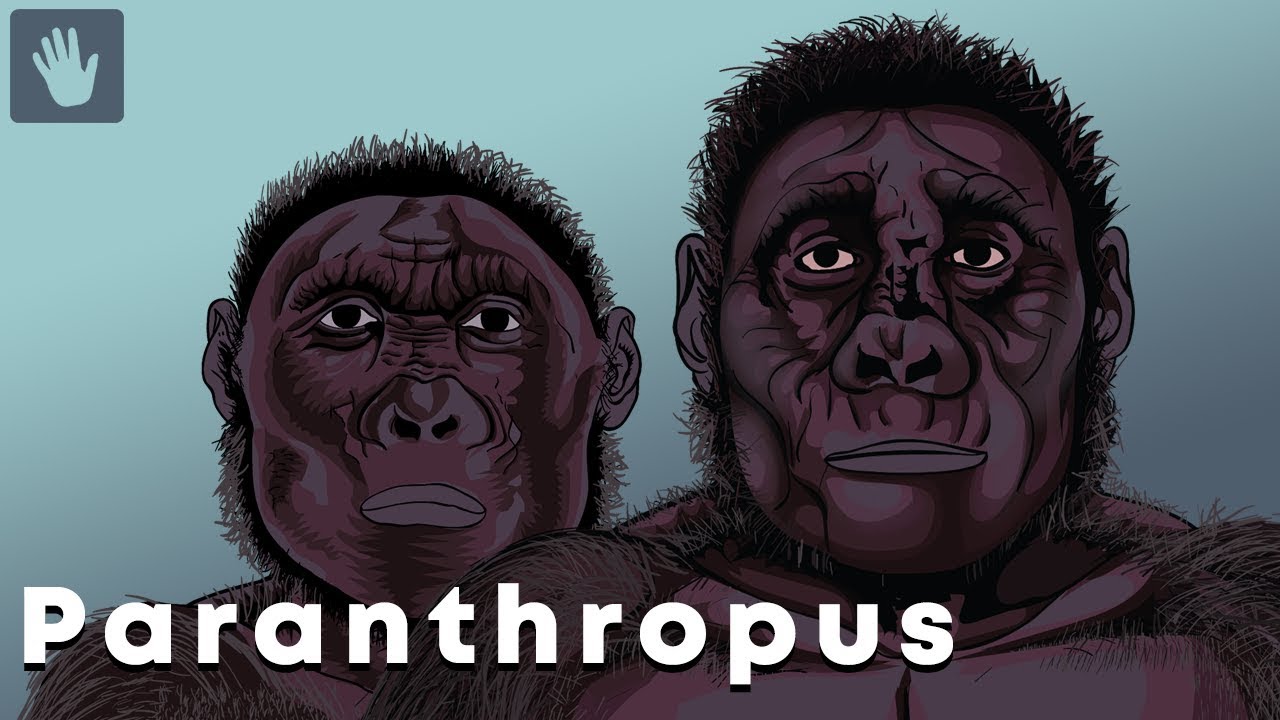 Paranthropus Robustus Reconstruction