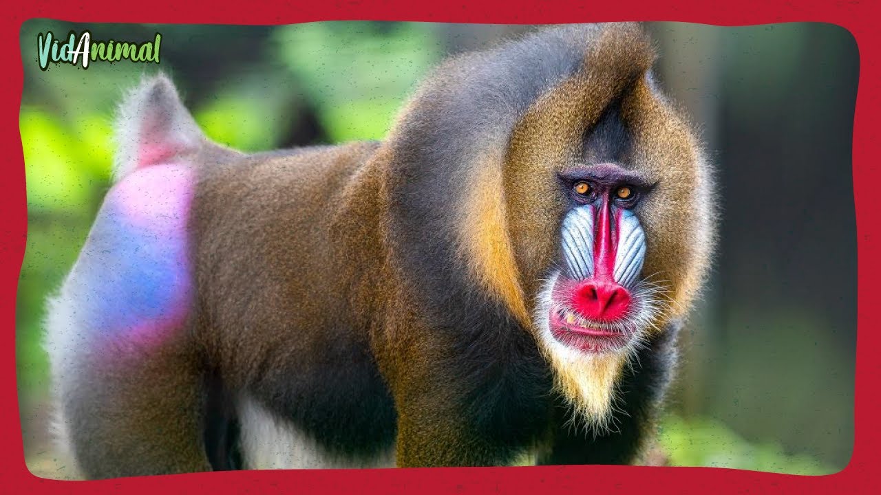 TODO SOBRE LOS MANDRILES: ¿Por qué Tienen la Cara y el Trasero de ...