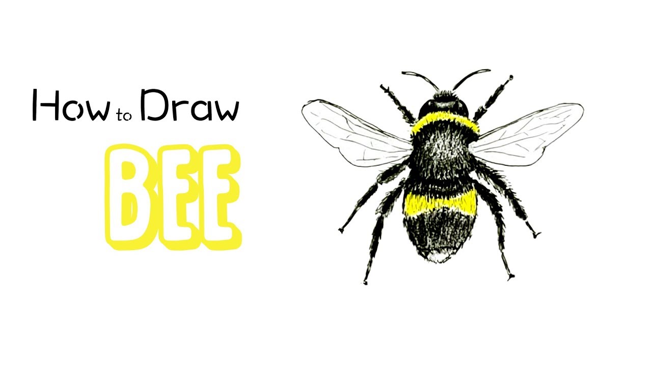 How to Draw a Bee - YouTube