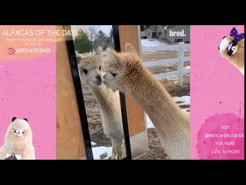 Confused Alpaca Looking in the Mirror! - YouTube