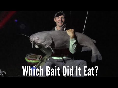 Live Bluegill vs. Cut Skipjack for Monster Catfish - YouTube