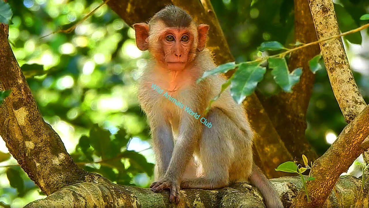 A POOR JASPER MONKEY REALLY NEED MILK COS .... - YouTube