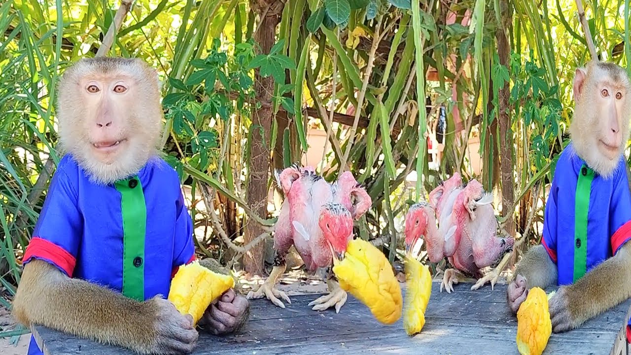 Very Harmony Animals Share Bread Eating Well, Amazing Video - YouTube