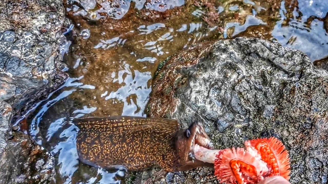 ΕΠΙΘΕΣΗ ΣΜΕΡΝΑΣ, ΠΡΟΣΟΧΗ στο καθάρισμα ψαριών - MORAY EEL ATTACKS FOR ...