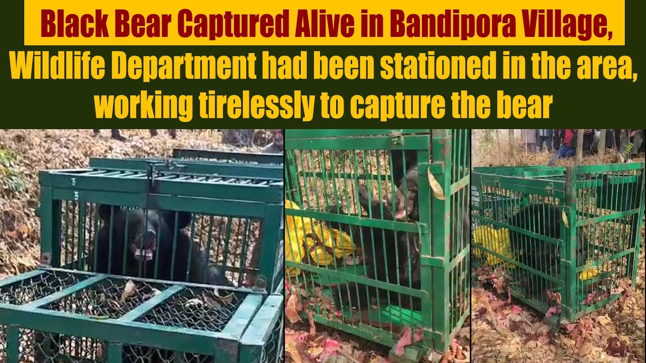 Black Bear Captured Alive in Bandipora Village, - YouTube