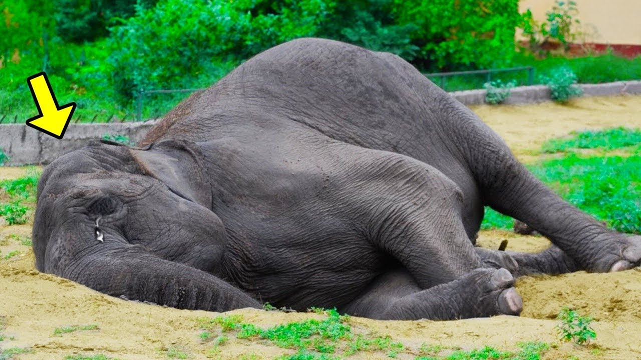 Elephant Cries Every Day In Zoo, Then One Day She Sees A Familiar ...