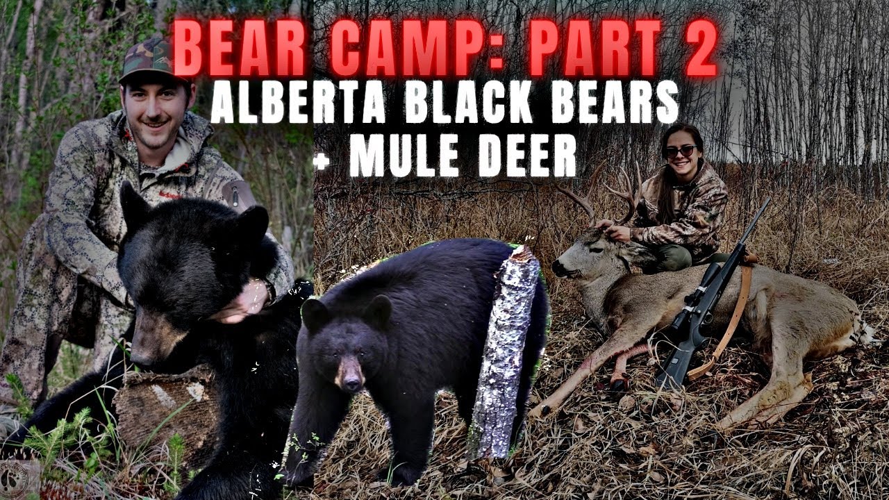 Bear Camp! BIG BEAR DOWN! | Alberta Black Bears + Mule Deer - YouTube