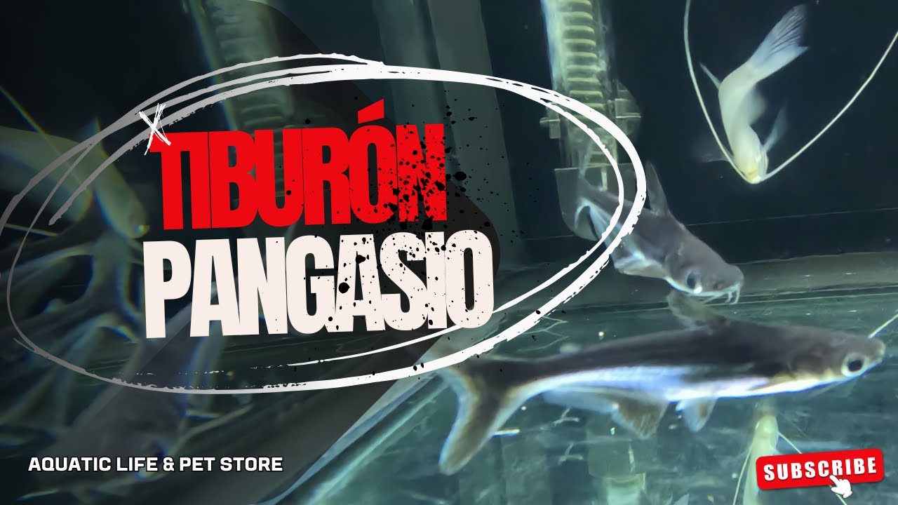 TIBURÓN PANGASIO (CUIDADOS, PARÁMETROS Y ALIMENTACIÓN) 🦈🌊 - YouTube