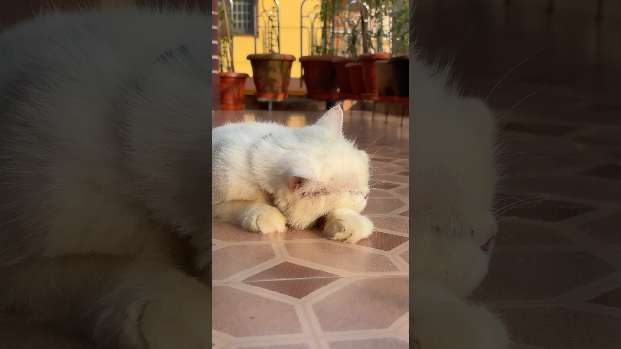 20 November 2024 - YouTube