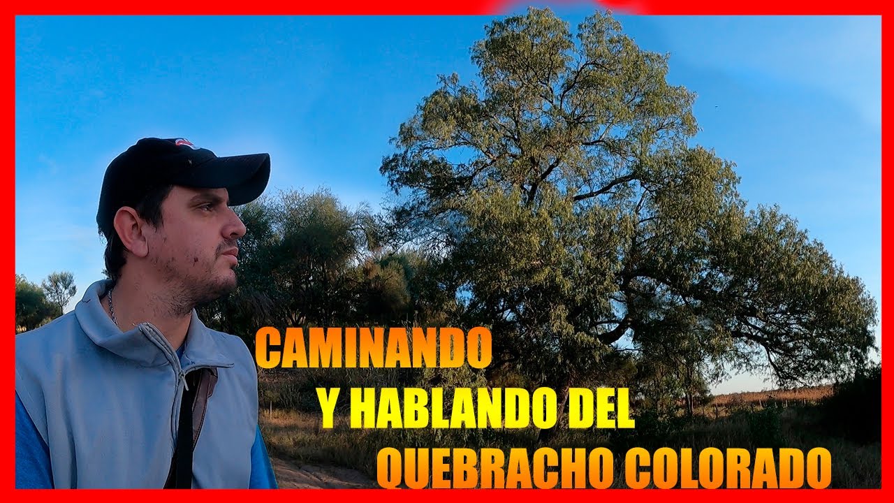 Caminemos y Hablemos del Quebracho Colorado - YouTube