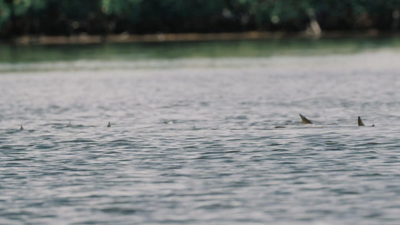 Guidelines - Fishing in Red Tide and Tailing Redfish - YouTube