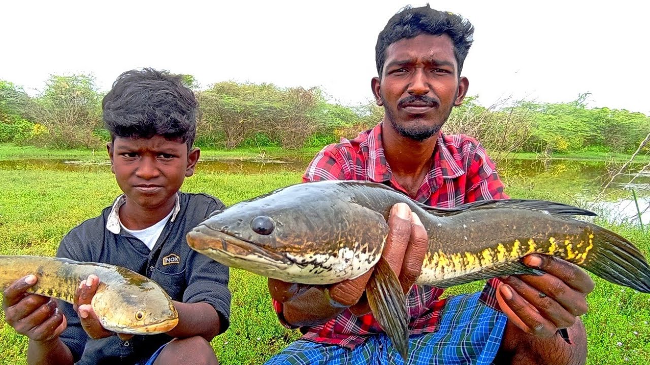 Viraal Meen Catching | Two Snakehead Fish |🐬 River Fish Two Catching ...