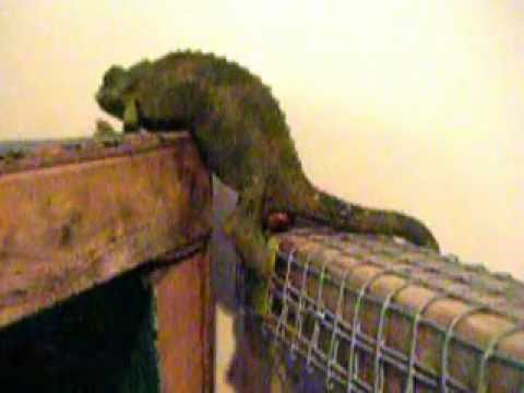 Jackson's Chameleon Giving Birth - YouTube