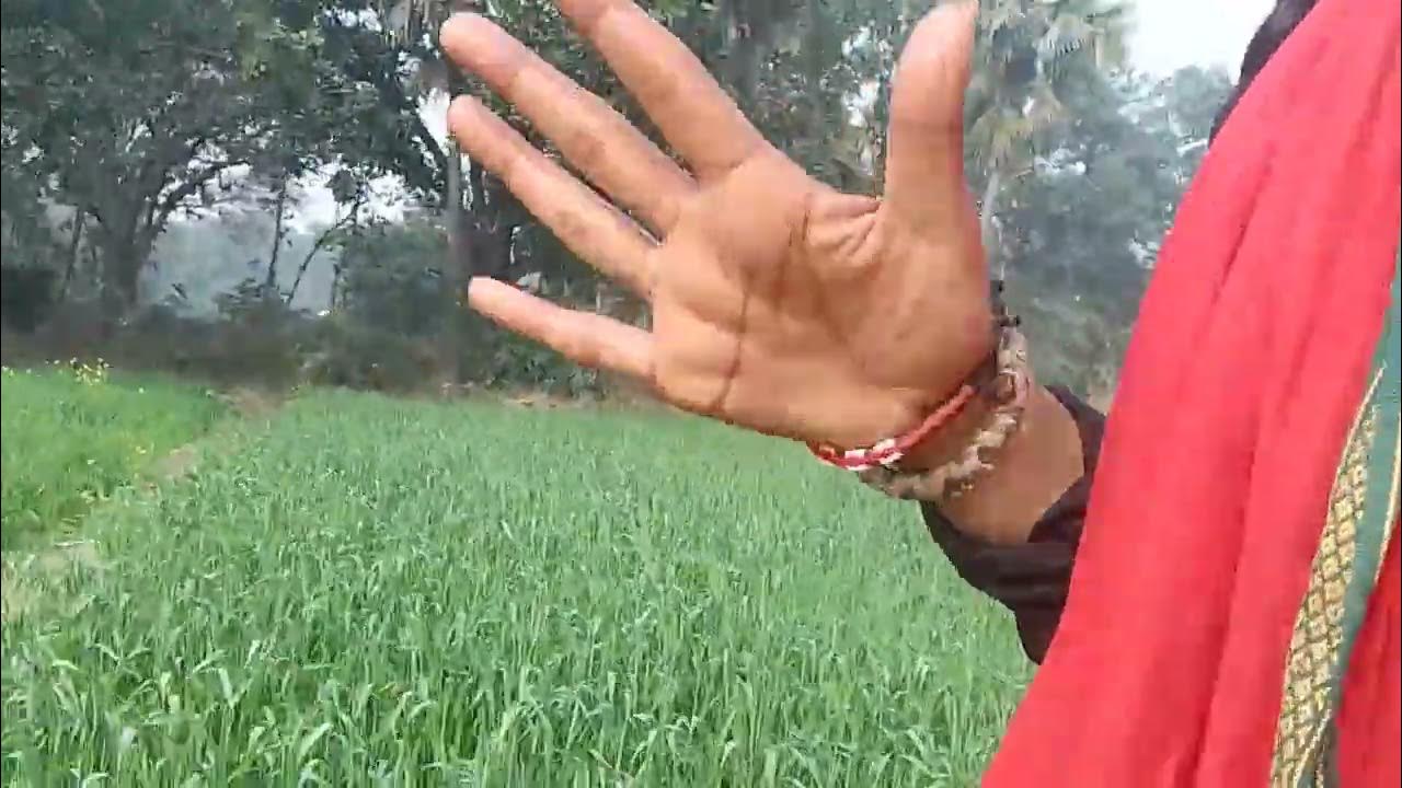 #Aaj main Apne khet mein Pani chalane gai hun dekhi Mera gehun kitna bada bada ho gaya hai 🥰💕👌🌄 ...