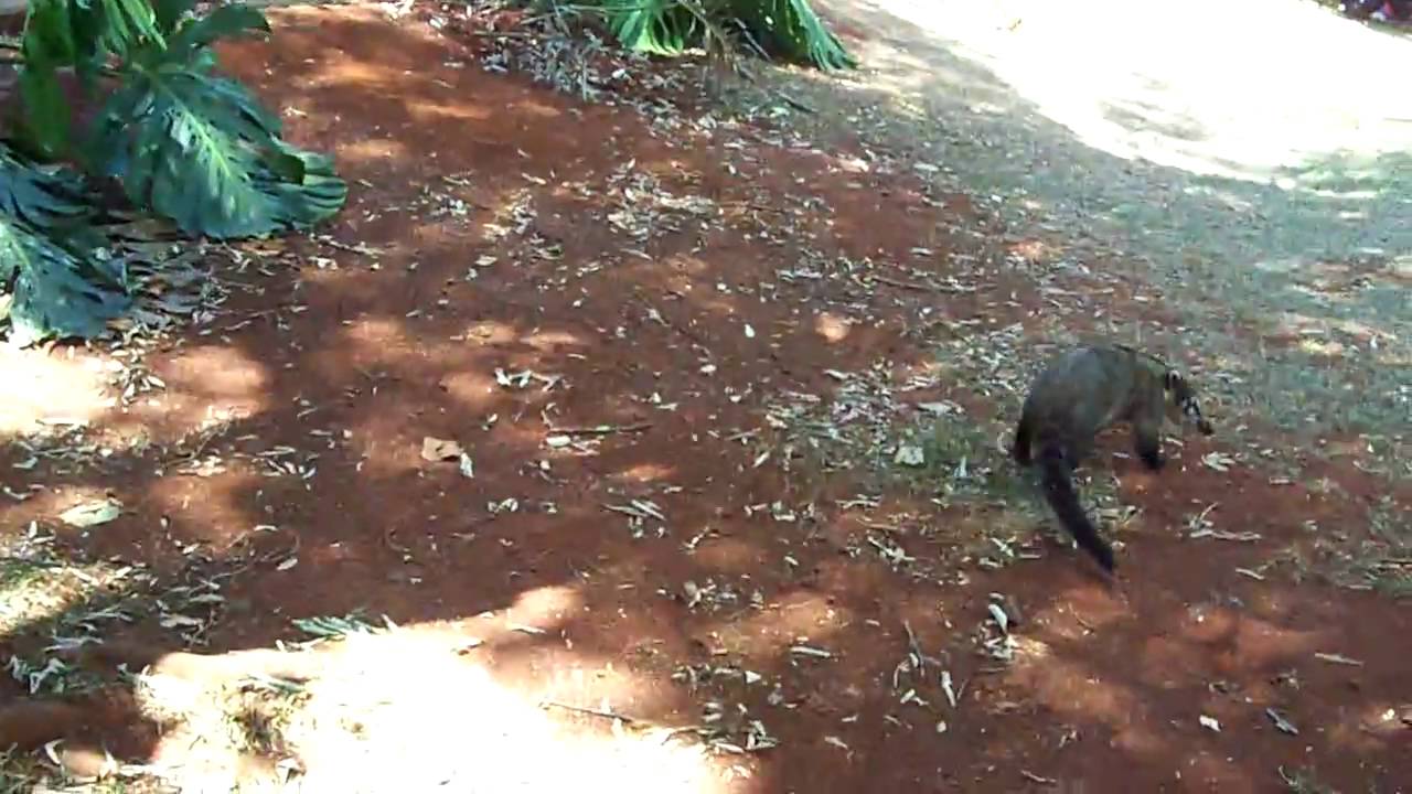 A Quati takes lunch and gets away with it. This is funny... - YouTube