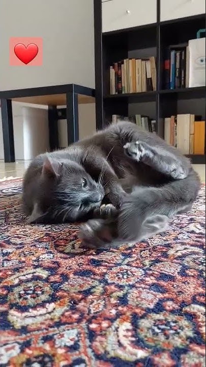 cute cat V katnip mouse - YouTube