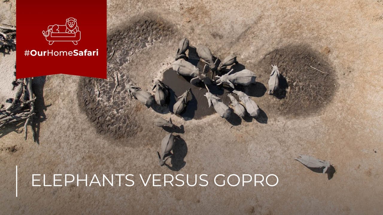 Elephants vs GoPro - Best of Africa | Rhino Africa - YouTube