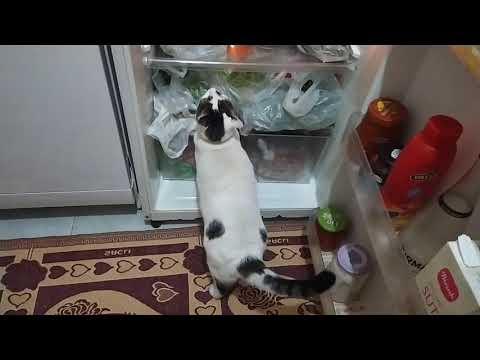 TOMBUL KEDİ YEMEYİ ÇOK SEVİYOR  DOLABI KONTROL EDİYOR