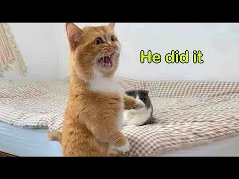 The most dramatic cats moments ever !😂 funny cats videos 2025😅🤣 - YouTube