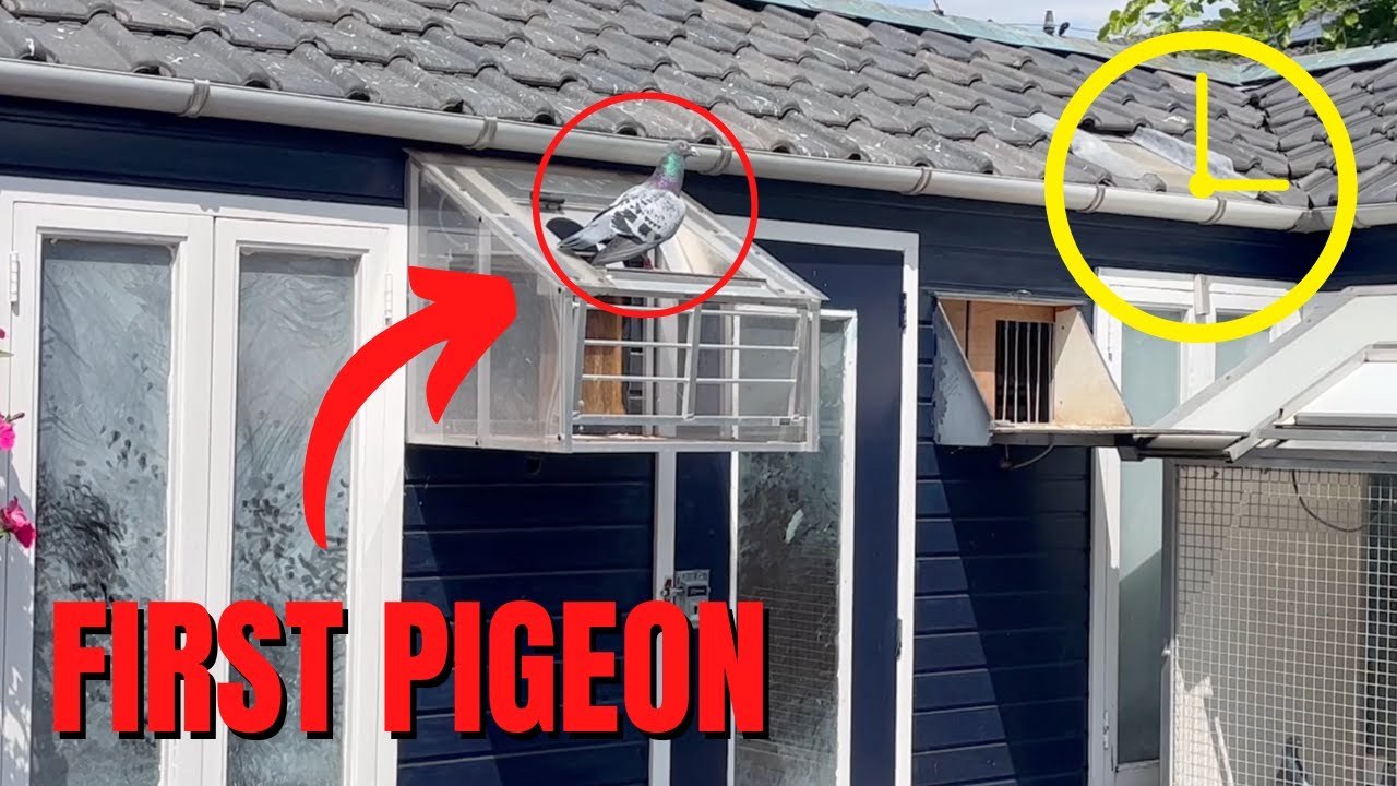 2 VERY BAD Pigeon Races - Pigeons Are NOT In Shape Anymore - YouTube