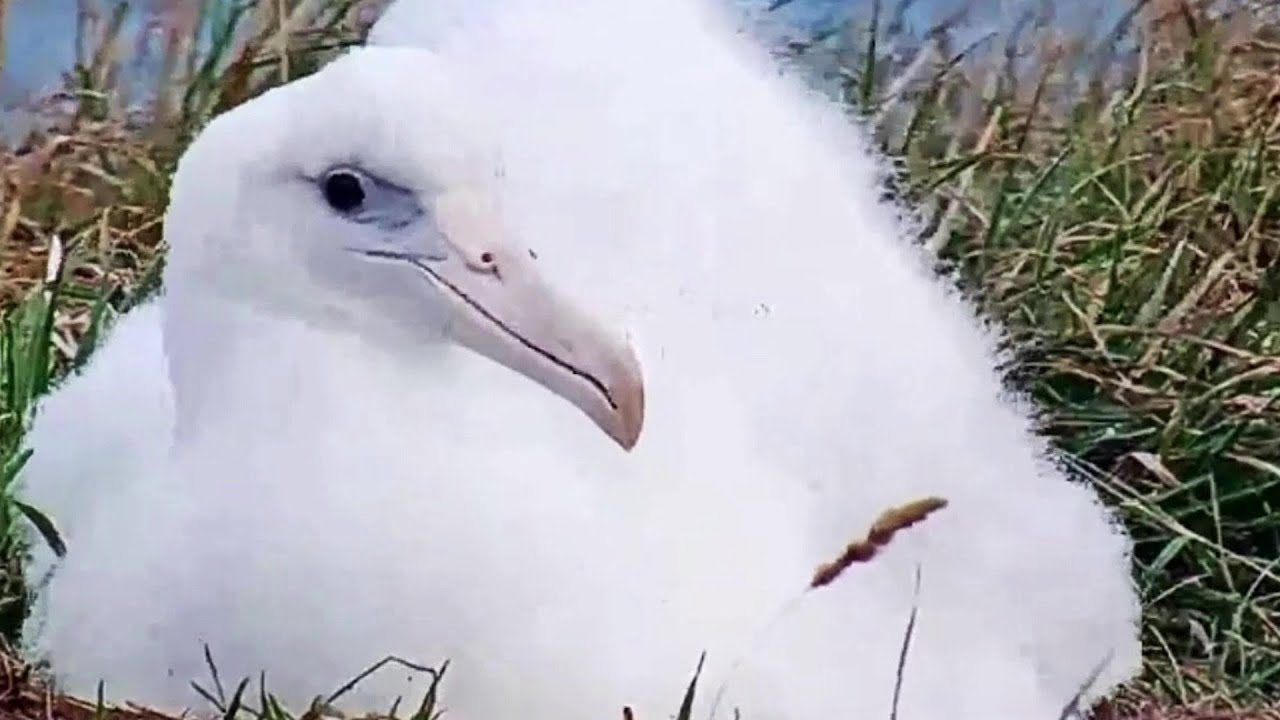 Royal Albatross~Close-Up! Princess Fluffy Ball is preening herself🥰~8: ...