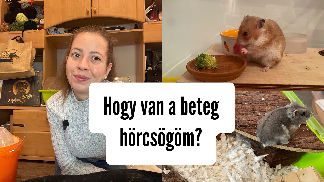 Hogy van a beteg hörcsögöm, Szotyi? 🐹🐭 - YouTube