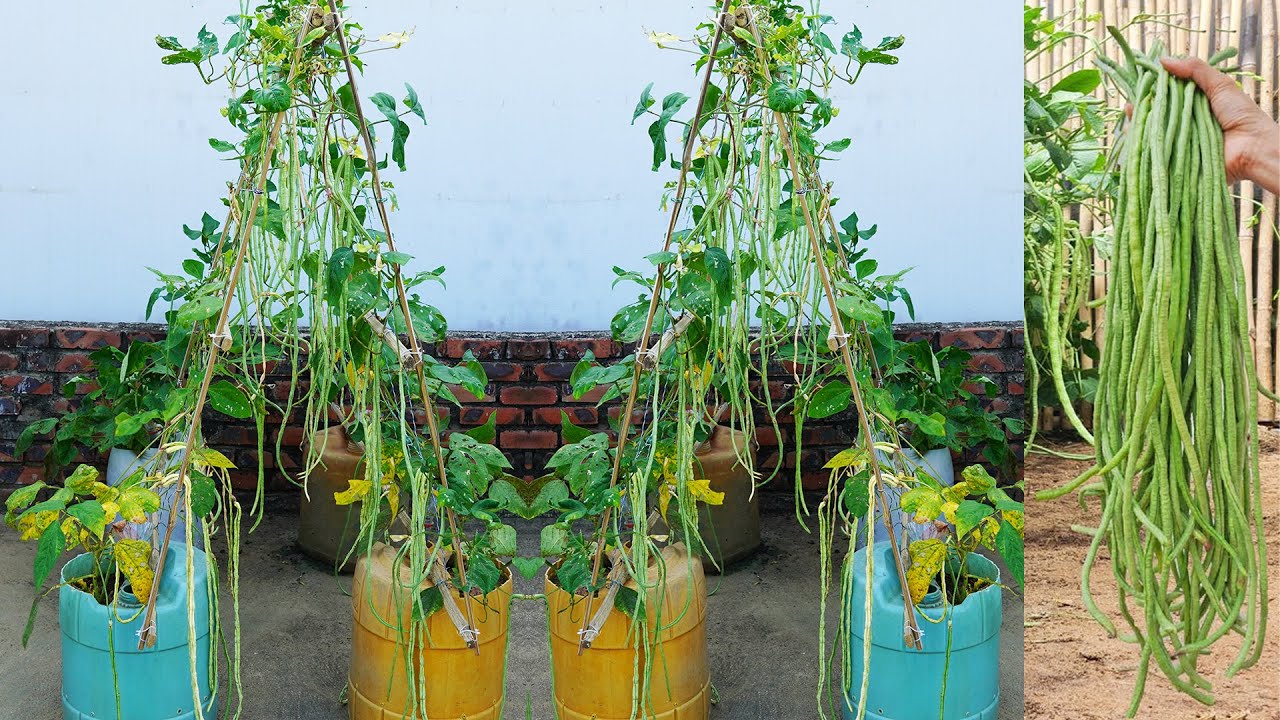 Unveiling the Hidden Secret of Super Productive Cowpeas in a Plastic ...