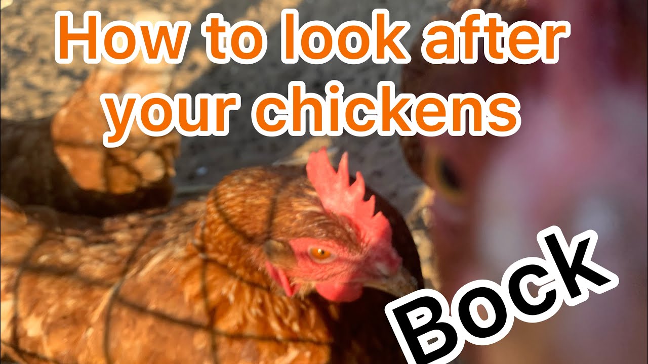 How to look after chickens😄 - YouTube