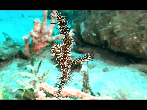 DIVING WITH WEIRD AND WONDERFUL CRITTERS AROUND THE WORLD - YouTube