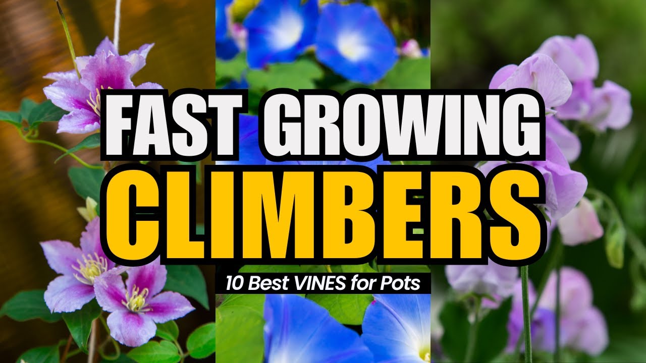 10 Climbing Plants That Grow Like Crazy in Containers/Pots - YouTube
