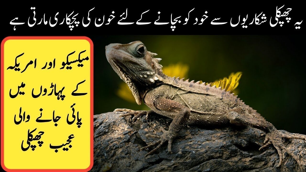 Regal Horned Lizard -- How bloody Lizard shoot blood ? - YouTube