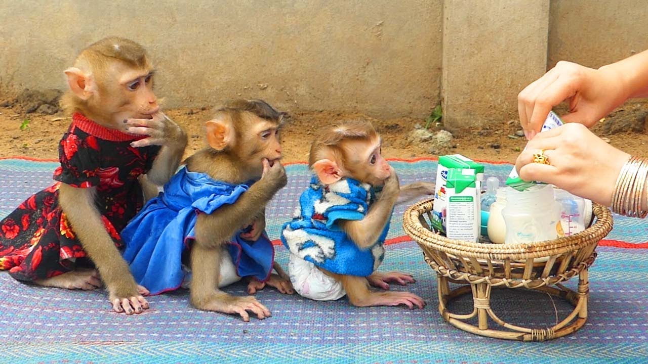 Impressive Moment Three Cutest Sit In Line Wait Mom Mix Milk, Mom Teach ...