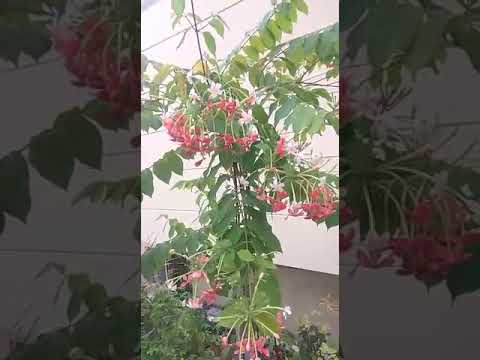 Care of Madhumalati plant, Jhumka Bel, care of Madhumalati, how to ...