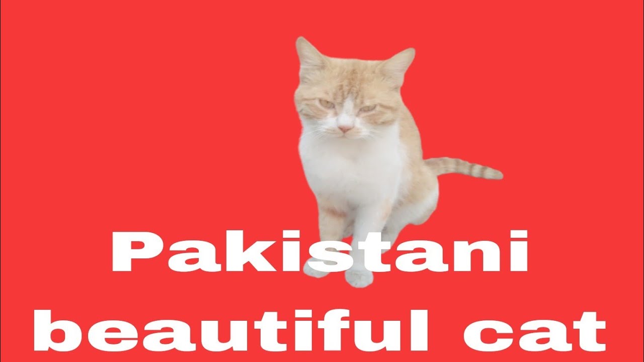 Pakistani famous cat - YouTube
