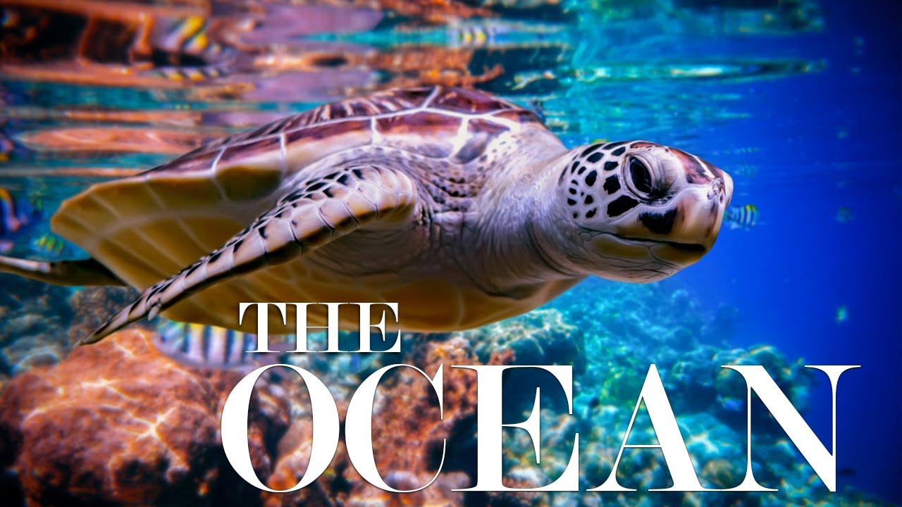 The Ocean 4K videos | The ocean | Sea fish | 4k ocean video | sea ...