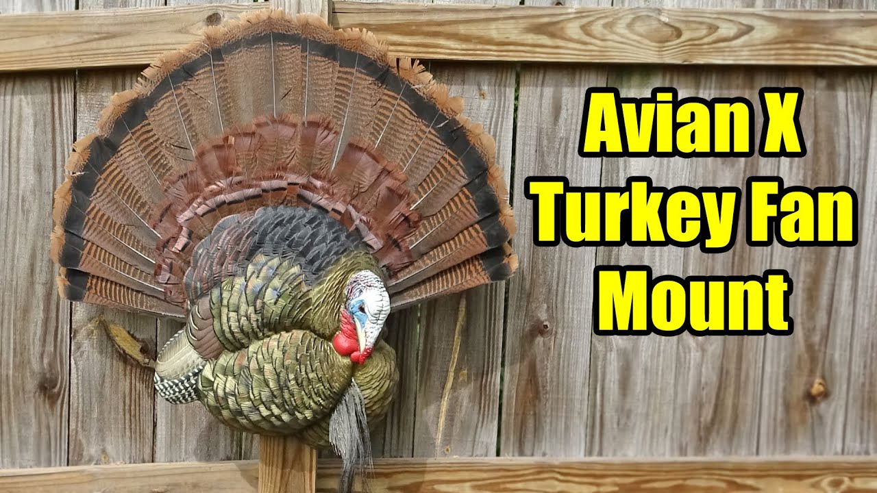 Avian X Turkey Fan Mount Multiple Bearded Turkey Tail Fan Mount avian-x-turkey-fan-mount-multiple-bearded-turkey-tail-fan-mount