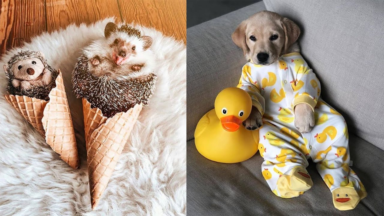 Cute Baby Animals Videos Compilation Cute Moments Of Animals #26 - YouTube