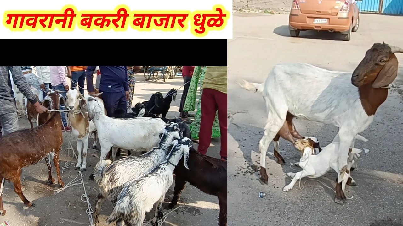 गावरानी धुळे बकरी बाजार | बकरी बाजार धुळे | महाराष्ट्रातील बकरी बाजार ...