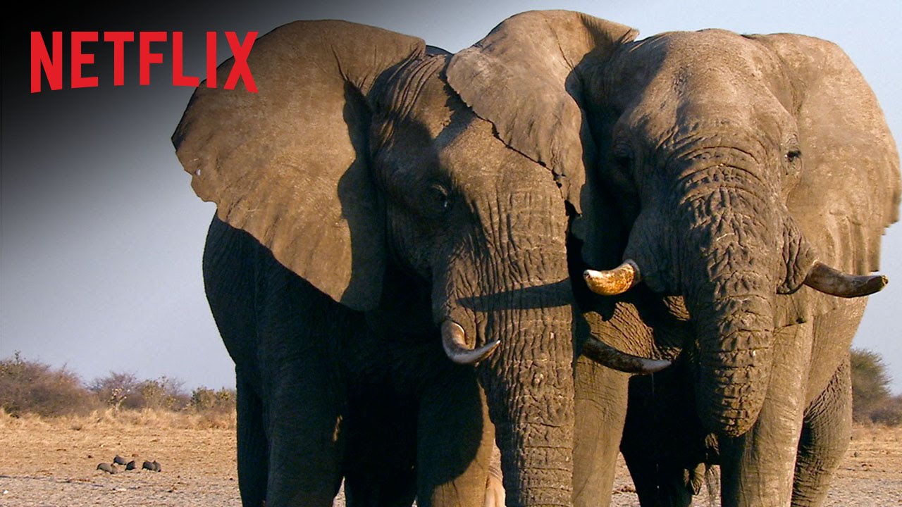 The Ivory Game - Official Trailer - Netflix Documentary [HD] - YouTube