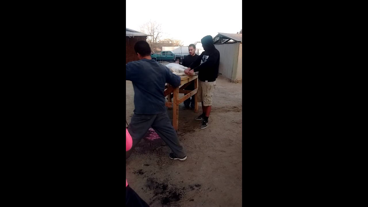 Killing a goat - YouTube