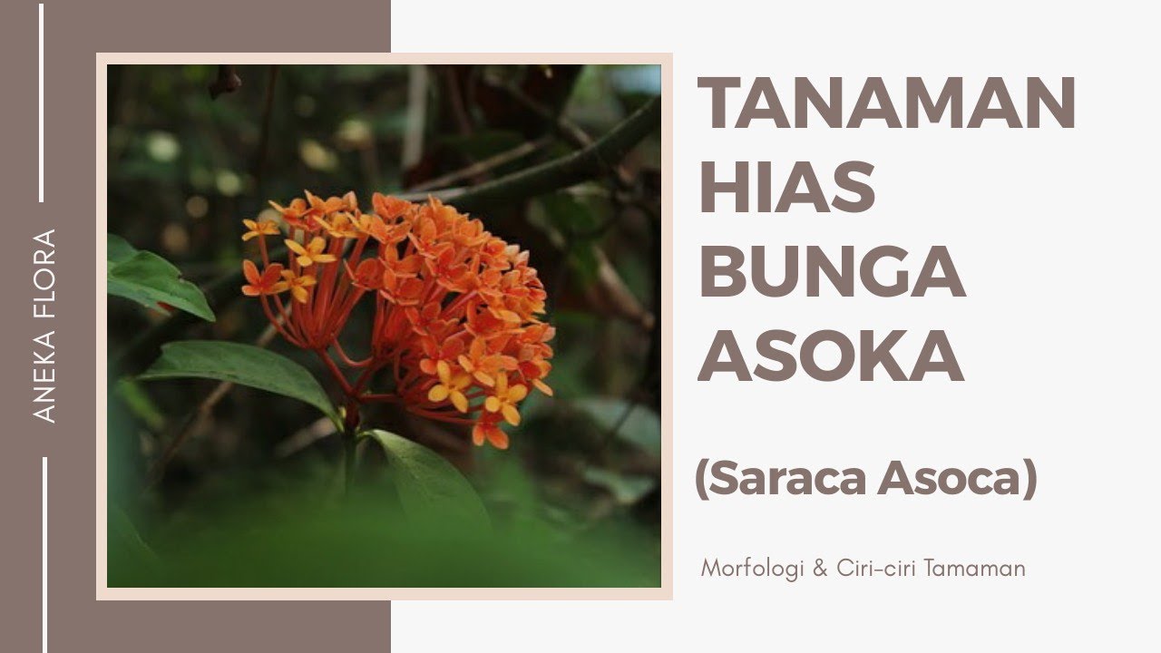 TANAMAN HIAS BUNGA ASOKA (SARACA ASOCA) || Aneka Flora - YouTube