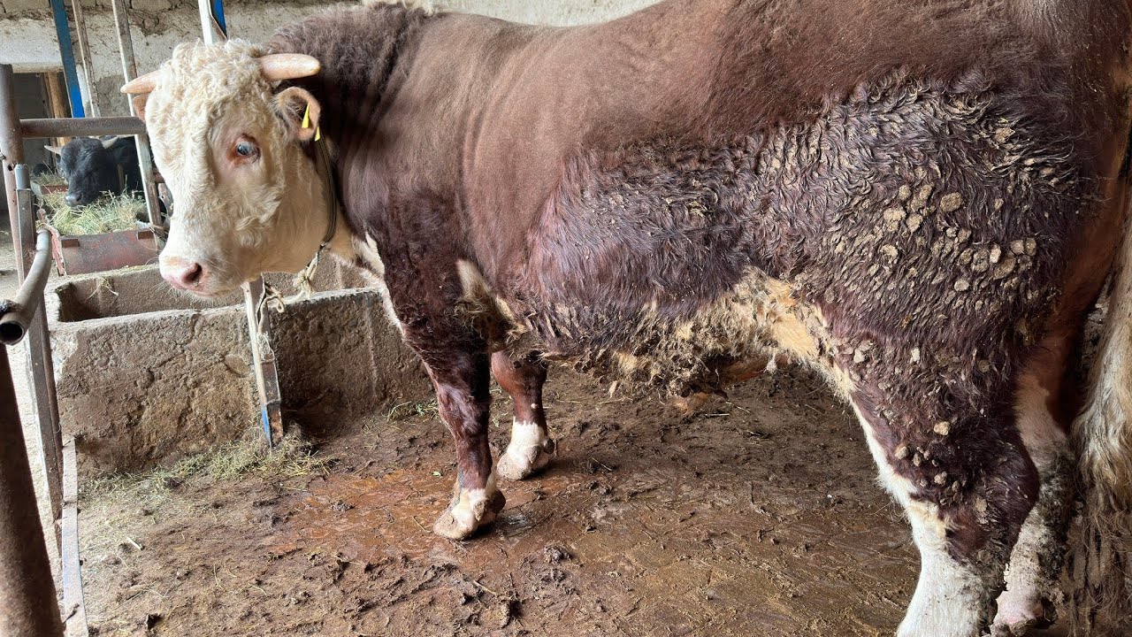 Yana eski mavzu Gereford #gerefod #bulls #novvos #mol #gibrid #angus ...