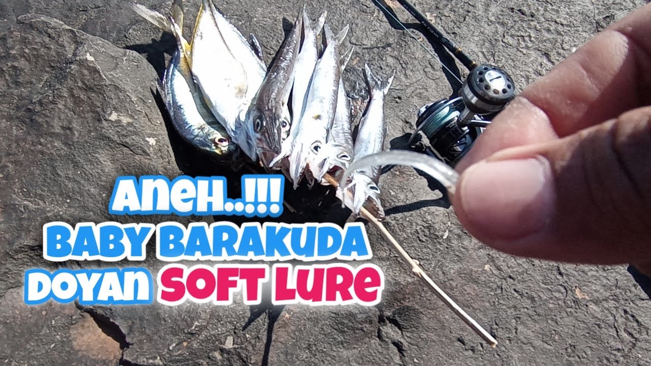 Seruu!!! Mancing Baby Barakuda Dengan Umpan Soft Lure. - YouTube
