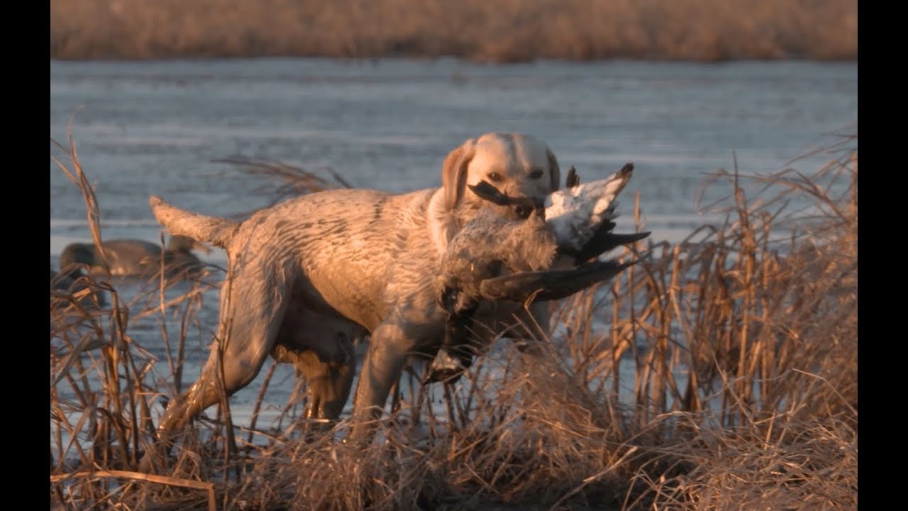 Big Kansas Waterfowl - YouTube
