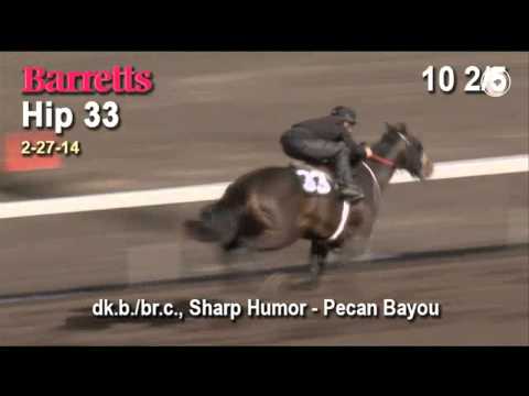 Sarp Humor Colt Breeze