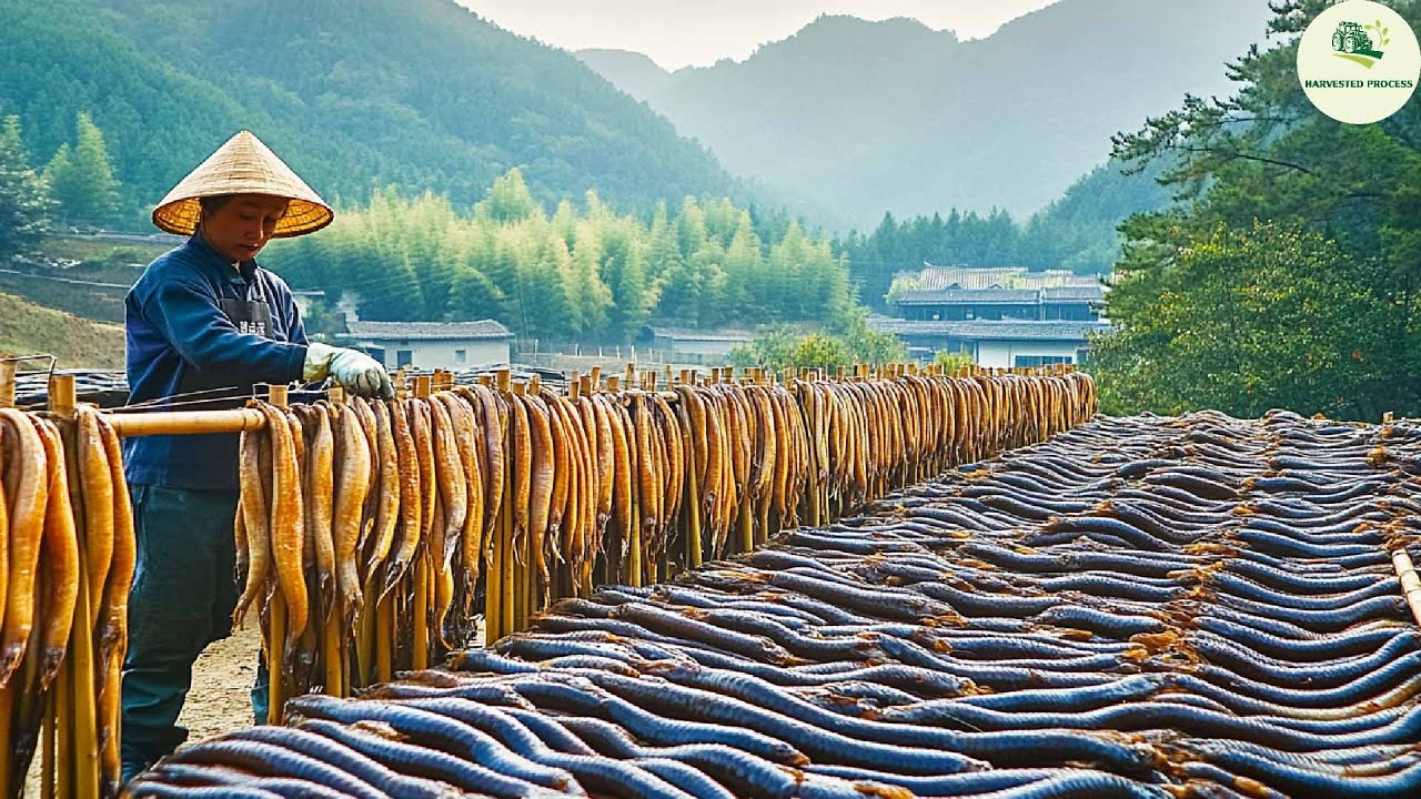 Leech Farming Techniques - How the Chinese Raise and Consume Billions ...
