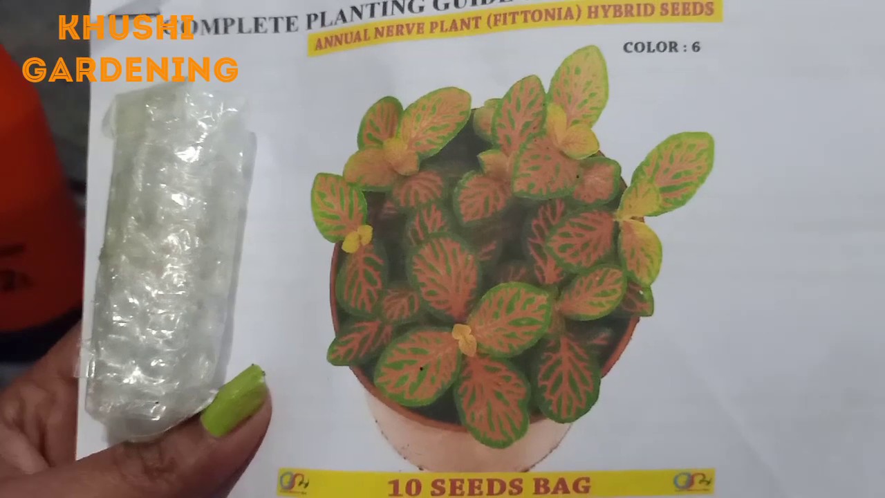 How To Grow Fittonia From Seeds by khushi gardening - YouTube